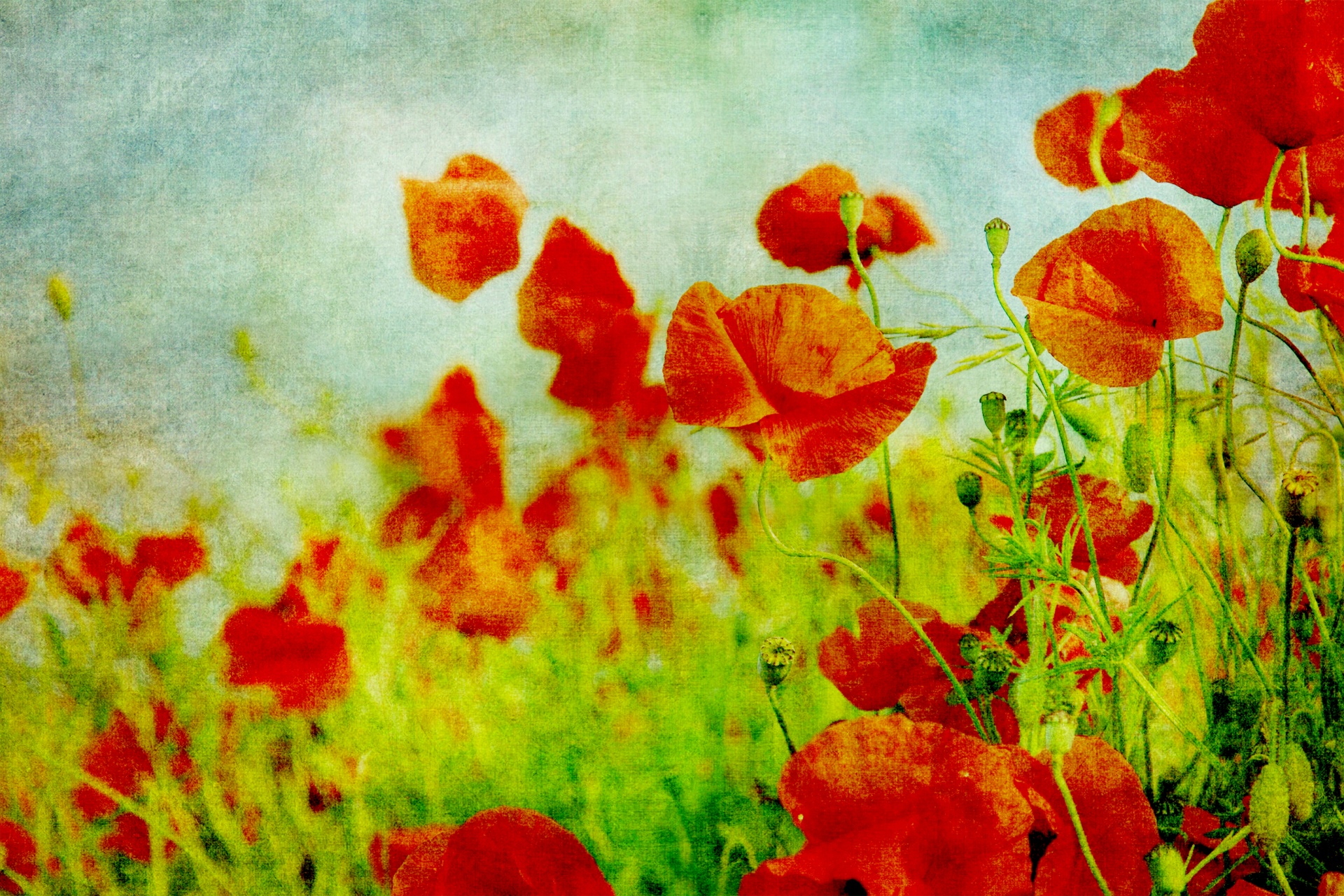 The Symbolism of Poppies – The Poor Print